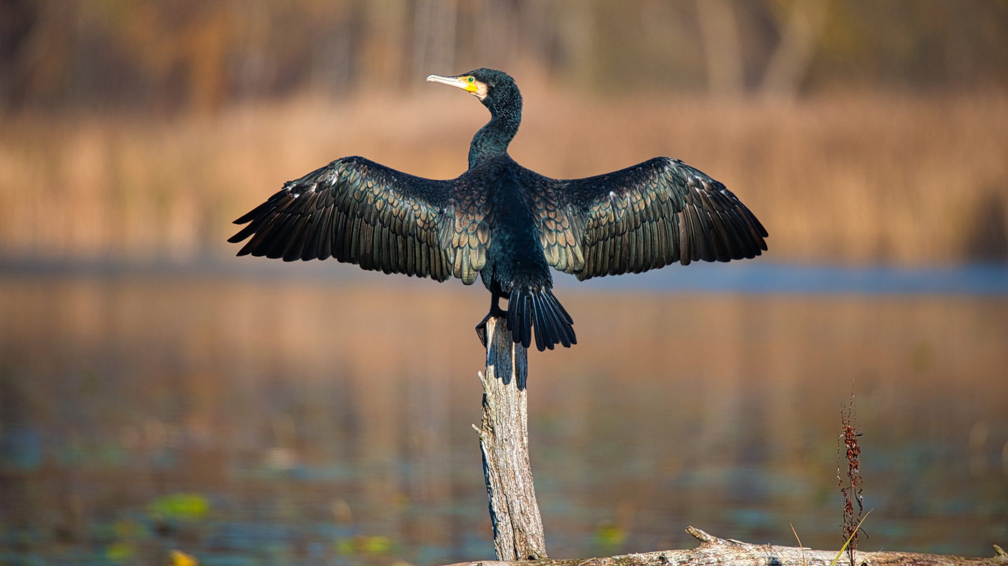 1800 kormoránt lőttek ki tavaly a Balatonnál | Sokszínű vidék