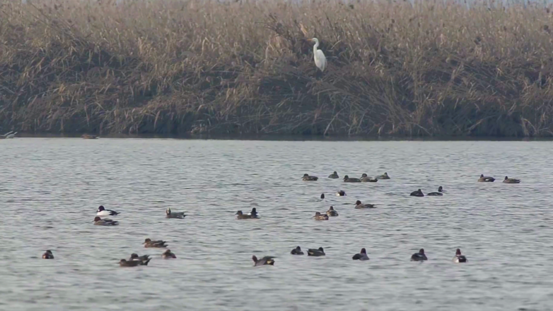 Január ide vagy oda, násztáncot járnak az alföldi kercerécék | Sokszínű ...