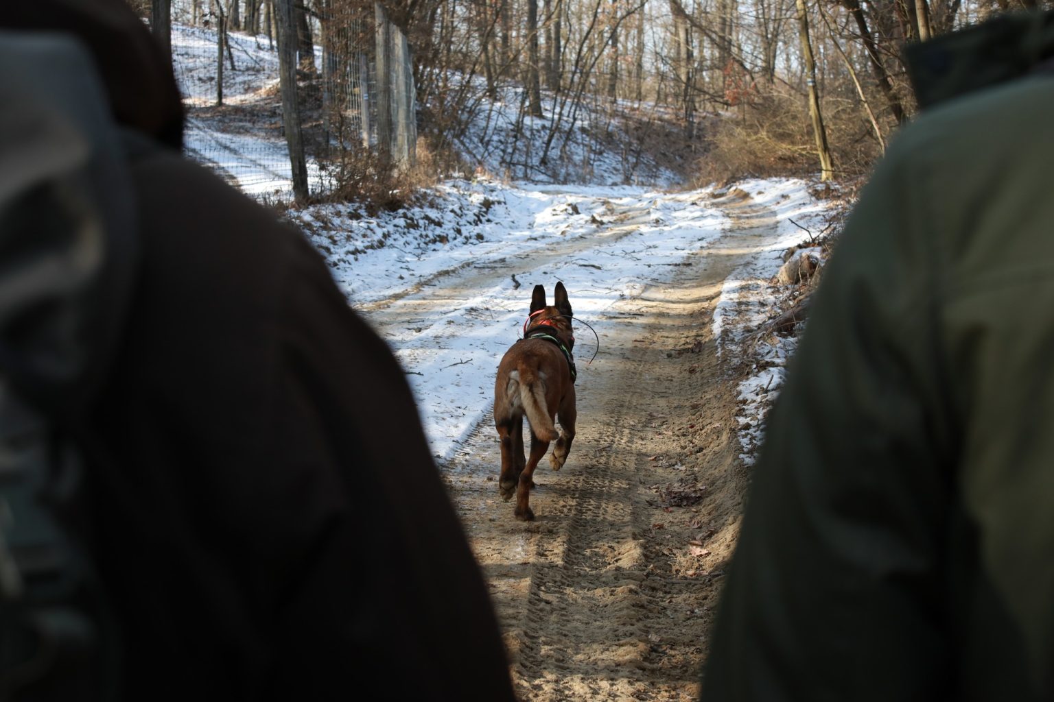 Kutyákkal keresik a bükki farkasokat | Sokszínű vidék