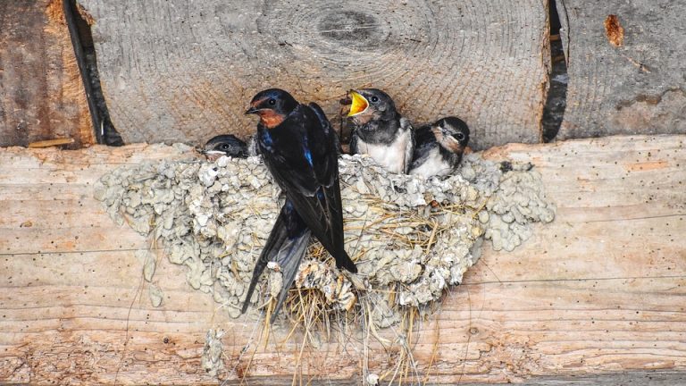 Ilyen fotósorozatot ritkán látni: molnárfecskék munka közben | Sokszínű ...