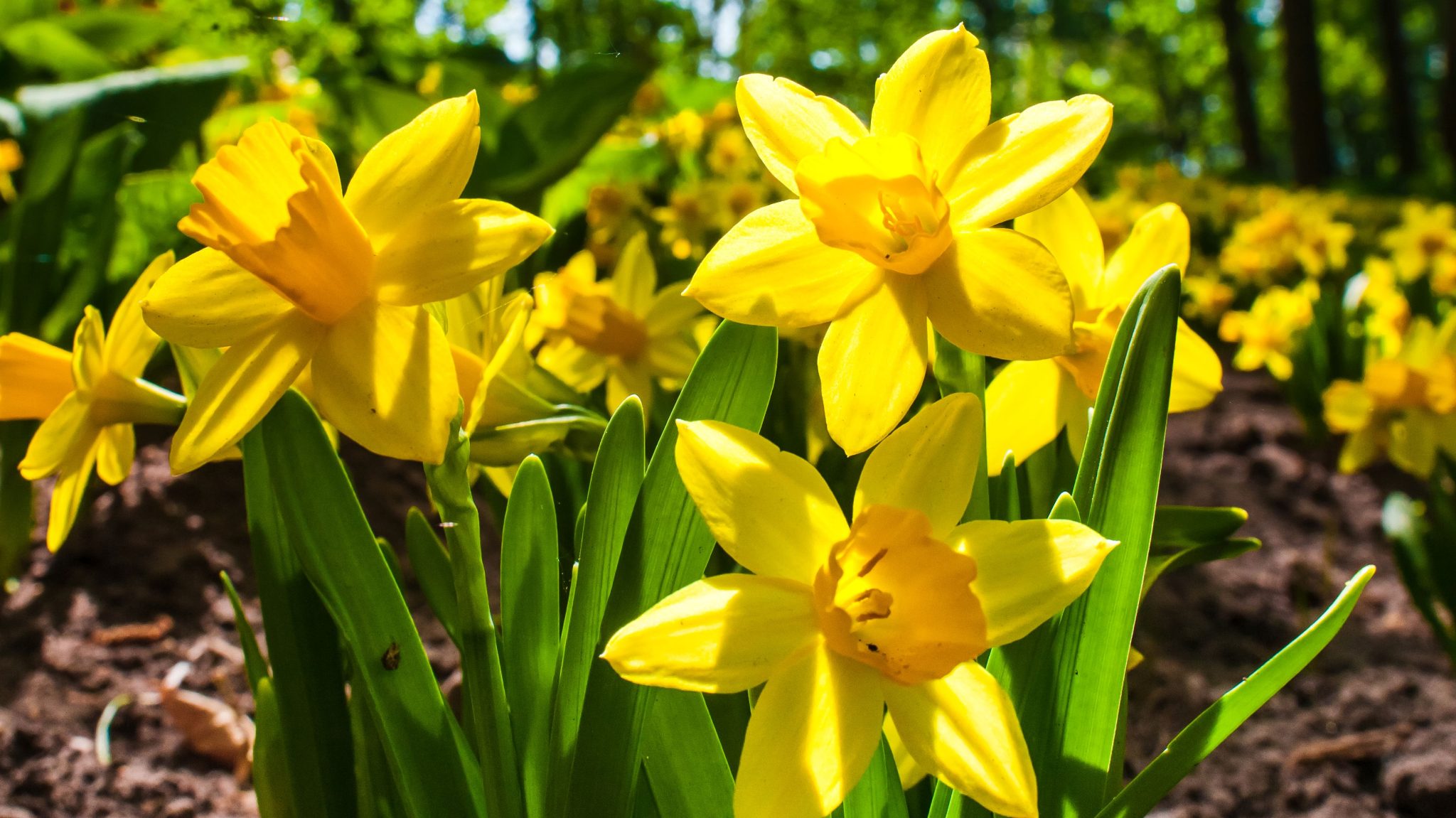 Sándor napján megszakad a tél, Józseffel és Benedekkel együtt érkezik a ...