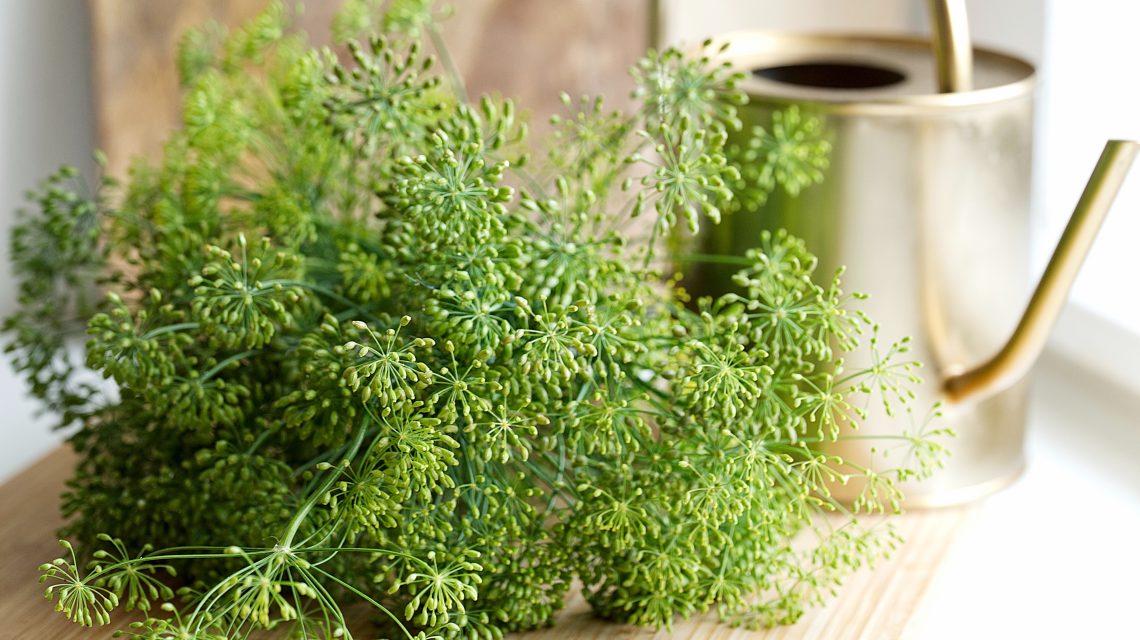 Ezért érdemes a kertben kaprot nevelni | Sokszínű vidék