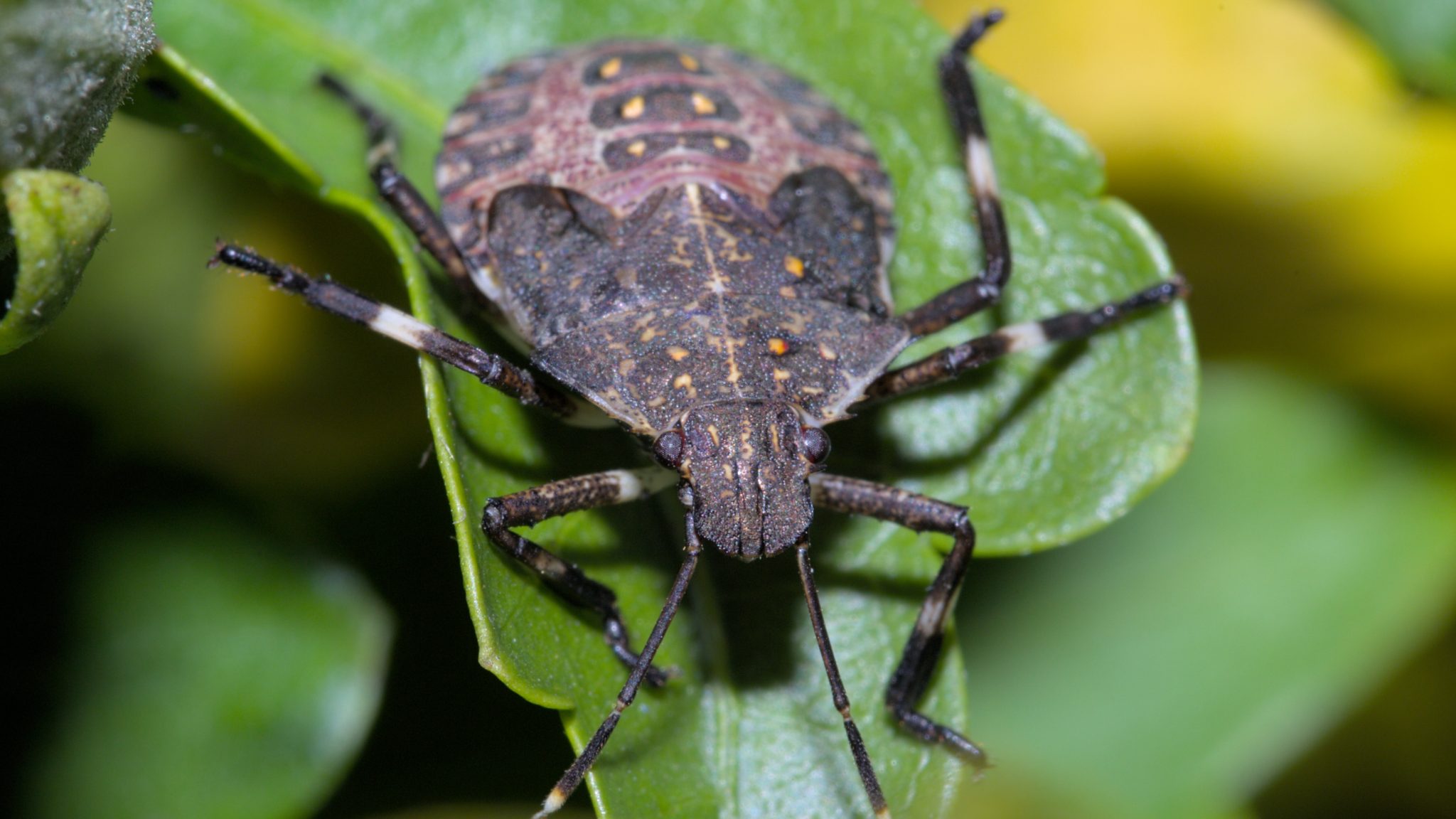 Hatékony poloskacsapdát fejlesztettek magyar kutatók | Sokszínű vidék