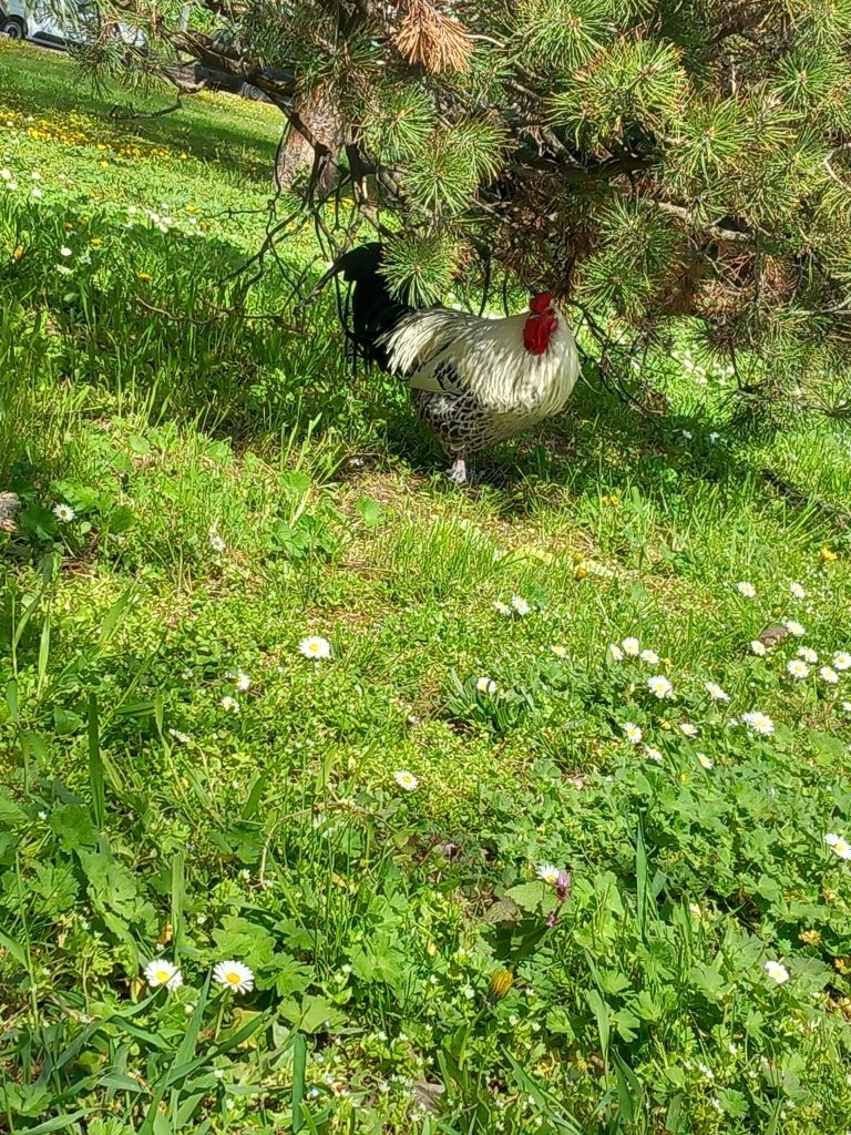 Évek óta Békéscsaba kedvence Sanyi, a kakas | Sokszínű vidék