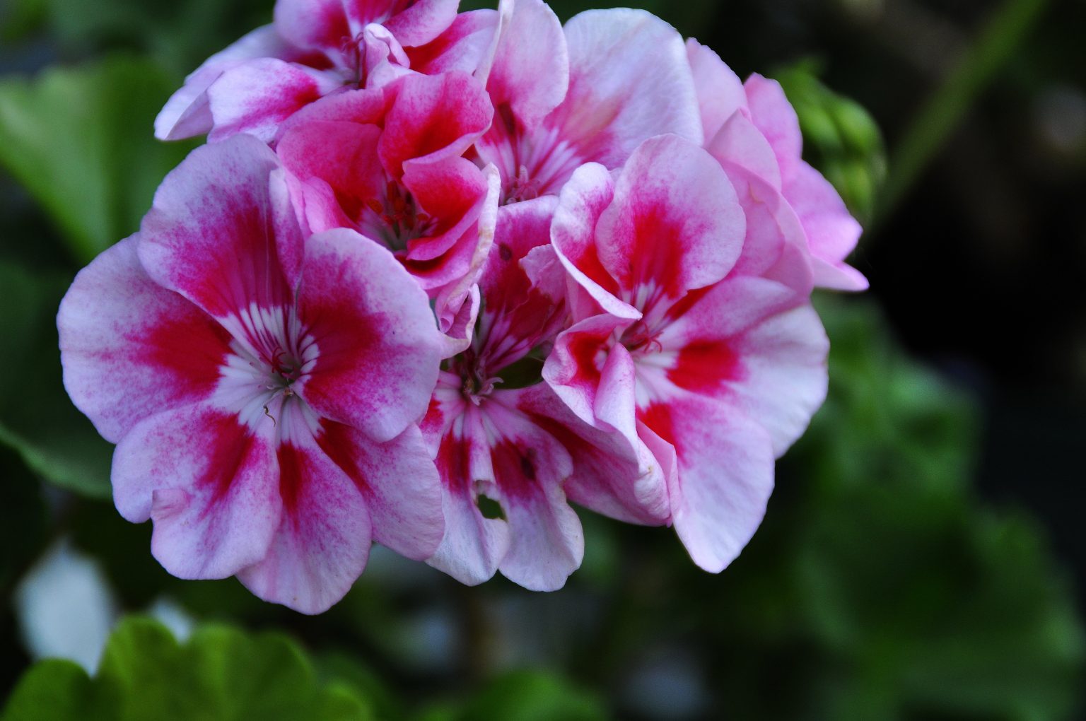 Így lehet megőrizni a muskátli szépségét hosszú hónapokon át | Sokszínű ...