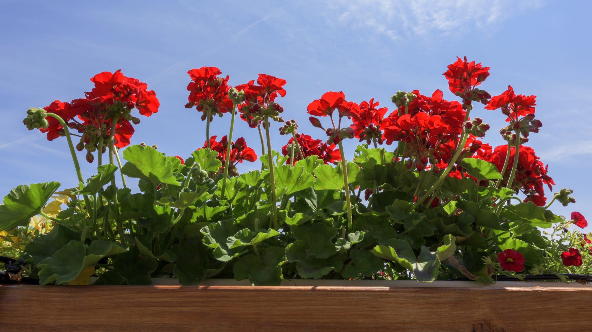 Így lehet megőrizni a muskátli szépségét hosszú hónapokon át | Sokszínű ...