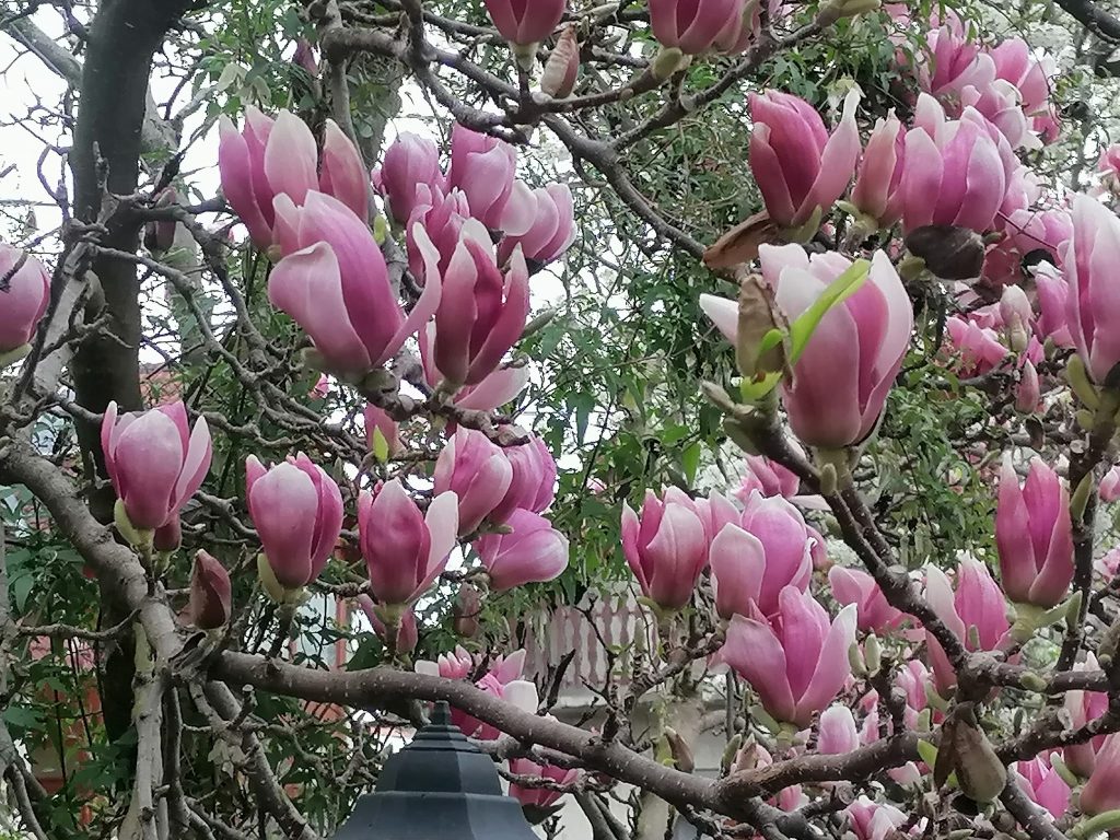 Nem csak tavasszal nyílhat magnólia a kertünkben, így gondozzuk ...