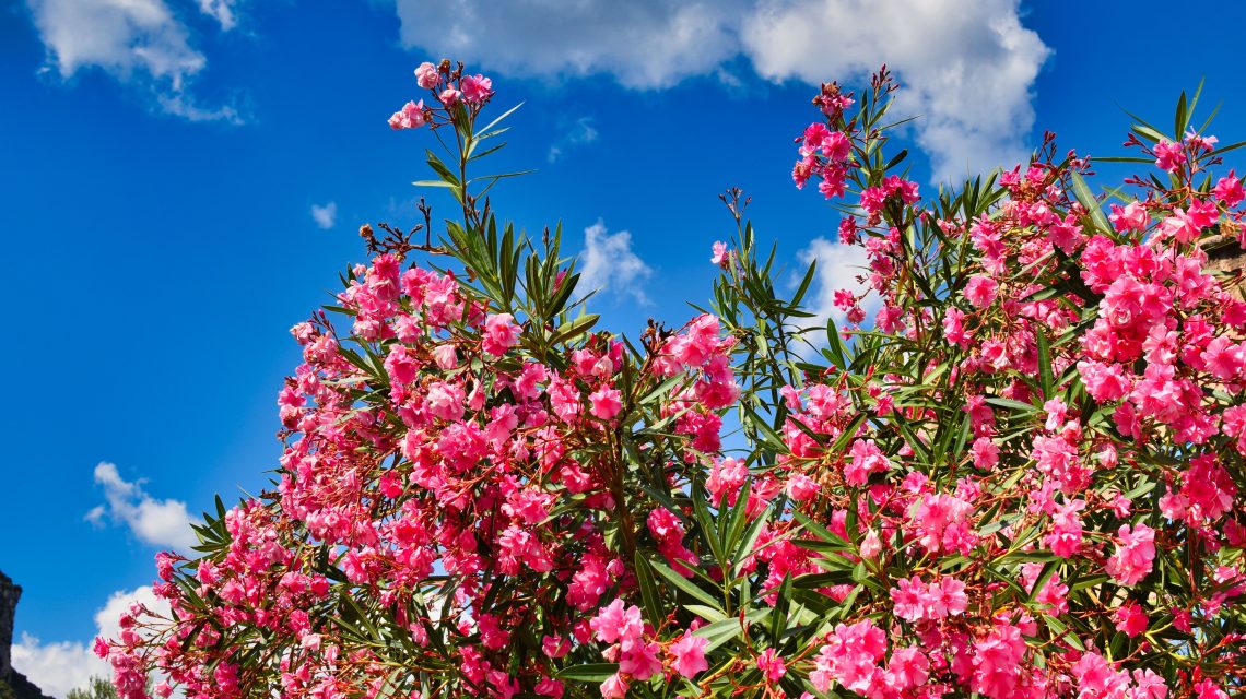 Így szaporítható a leander könnyedén | Sokszínű vidék