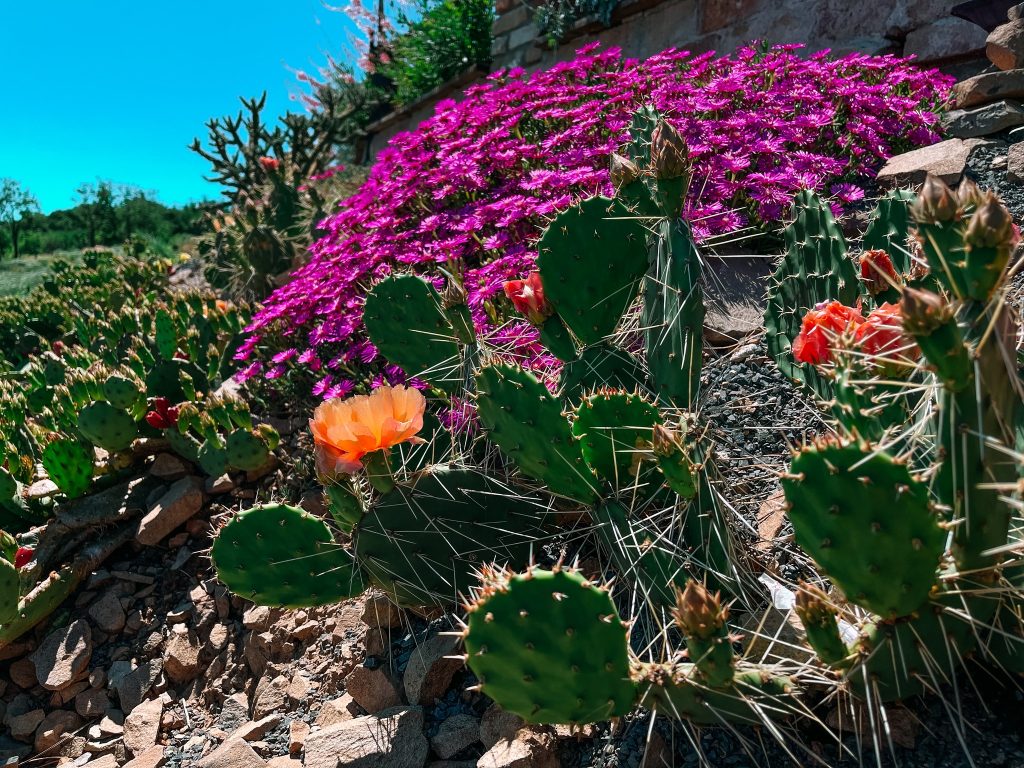 Balzsam a léleknek az ország első mediterrán botanikus kertje ...