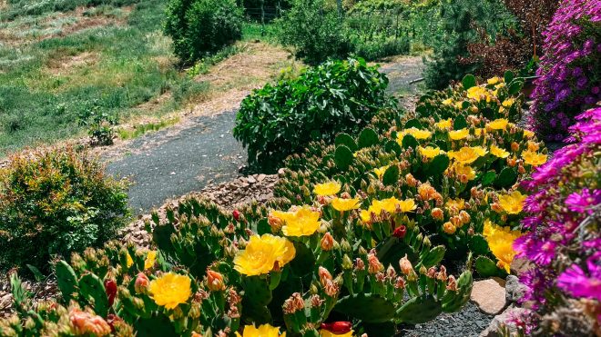 Balzsam a léleknek az ország első mediterrán botanikus kertje ...