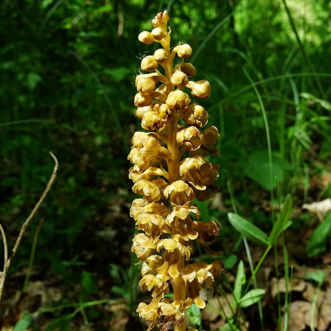 Gombákon élősködő orchidea virít a Bánki-erdőben | Sokszínű vidék