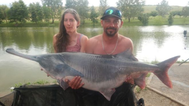 Maconkán fogták ki Európa legnagyobb tokhalát | Sokszínű vidék