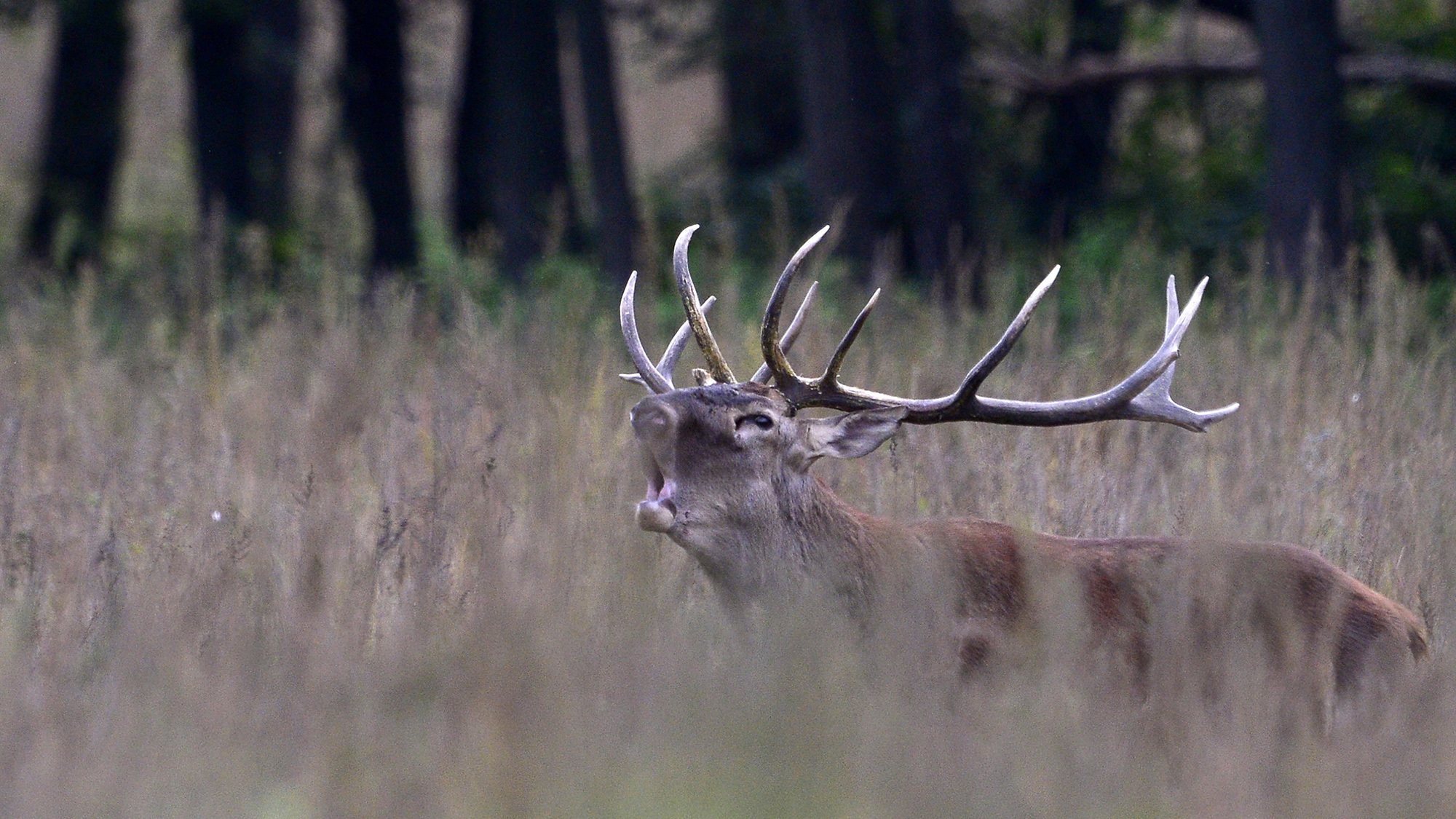 Gímszarvas bikáktól zeng a gemenci erdő | Sokszínű vidék
