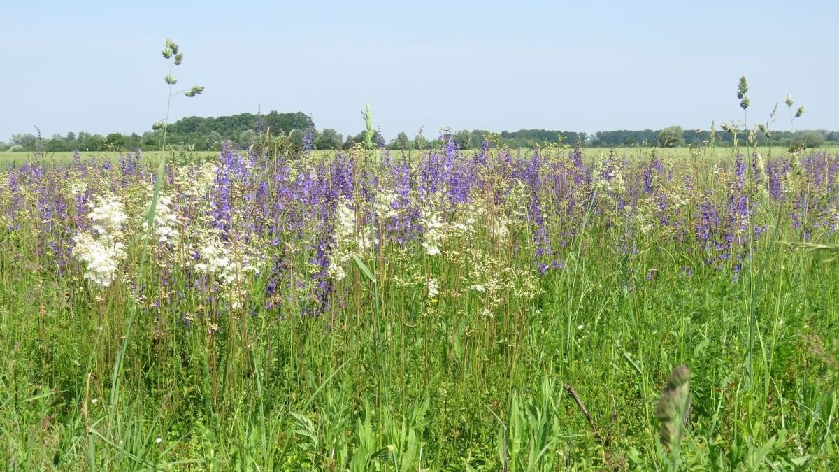 Öldöklő aszat virít a Kis-Sárréten | Sokszínű vidék