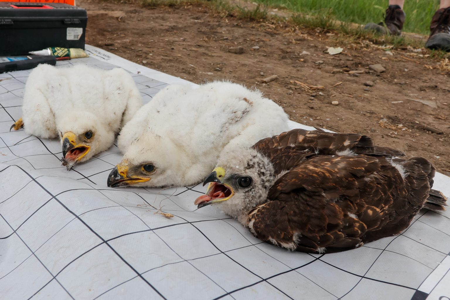 Parlagi sasok nevelték fel az egerészölyv-fiókát | Sokszínű vidék
