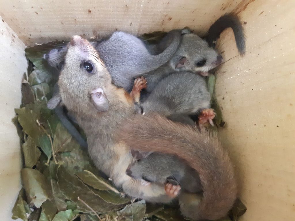 Pelebummnak örülnek a tihanyi erdőkben | Sokszínű vidék