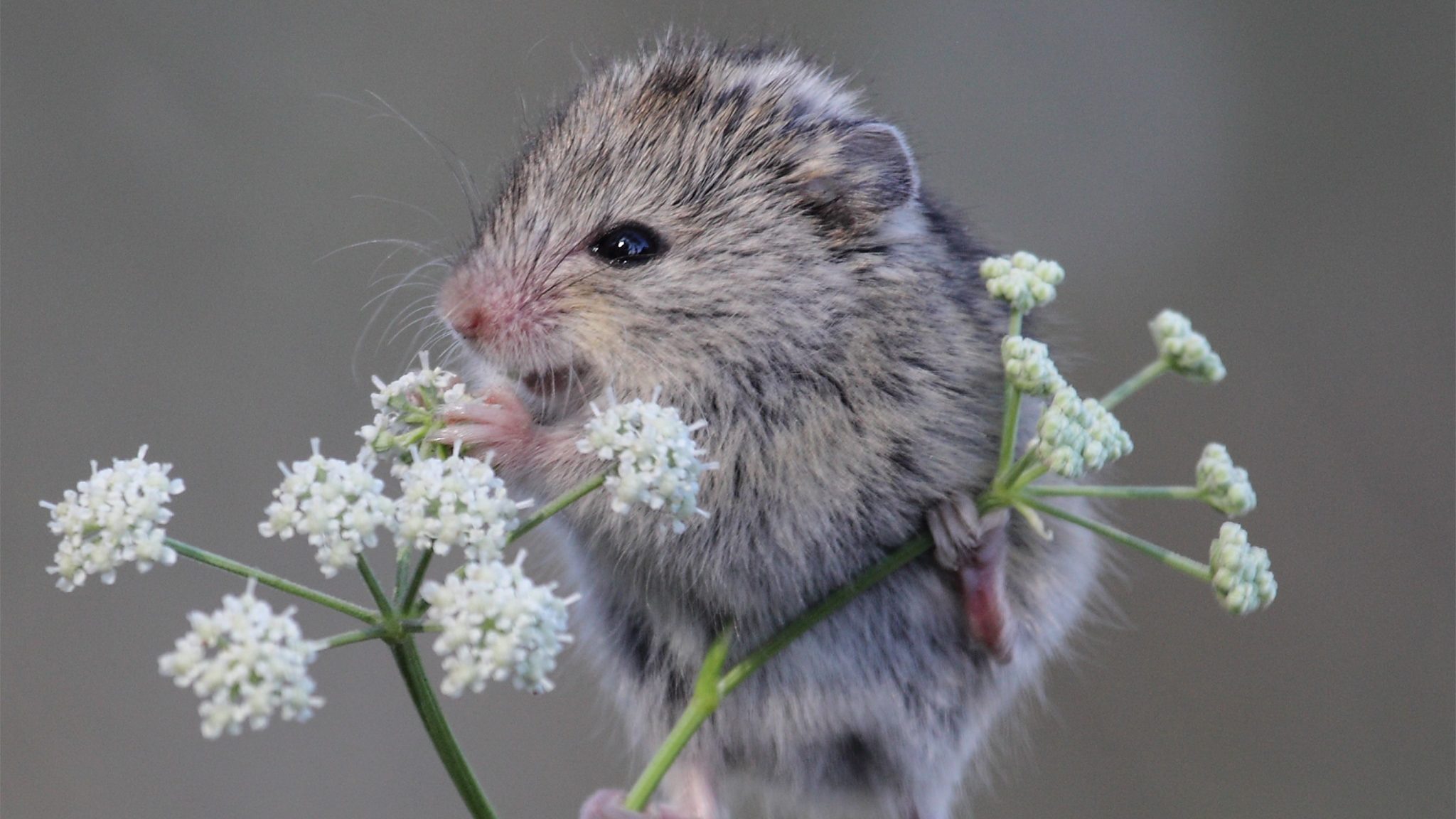 Szöcskeegeret csapdáznak a borsodi biológusok | Sokszínű vidék
