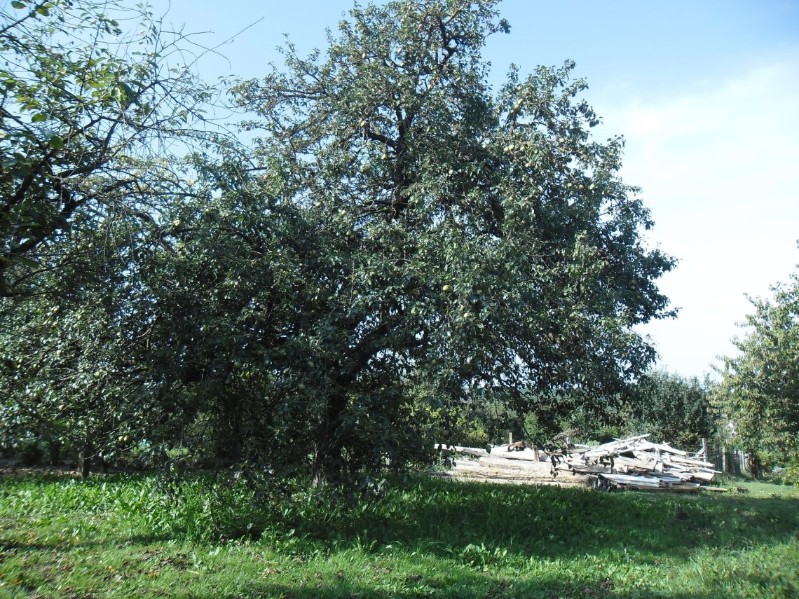 Sokoru tündérkertjeinek kincse a genetikai sokszínűség | Sokszínű vidék
