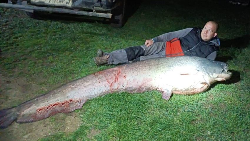 Magyarország legnagyobb harcsáját foghatták ki a Bodrogból | Sokszínű vidék