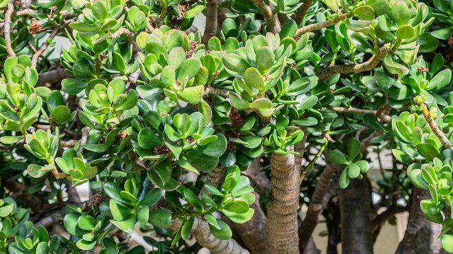 Két módszer a pozsgafa szaporításához | Sokszínű vidék