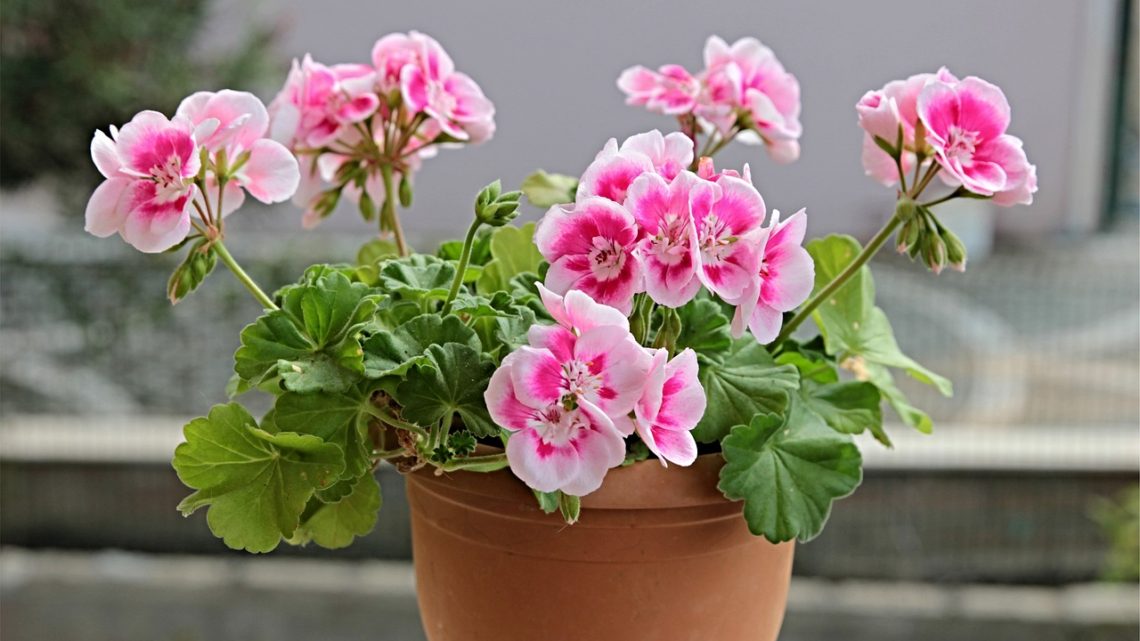 Így teleltessük a muskátlikat | Sokszínű vidék