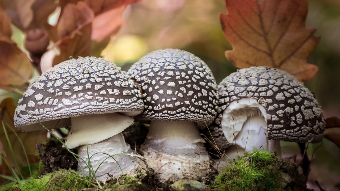 Megválasztották a 2024-es év gombáját | Sokszínű vidék