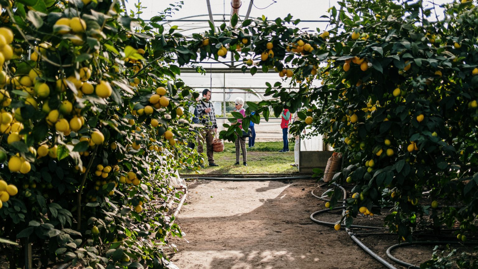 Dübörög a szedd magad citromszüret Lajosmizsén | Sokszínű vidék