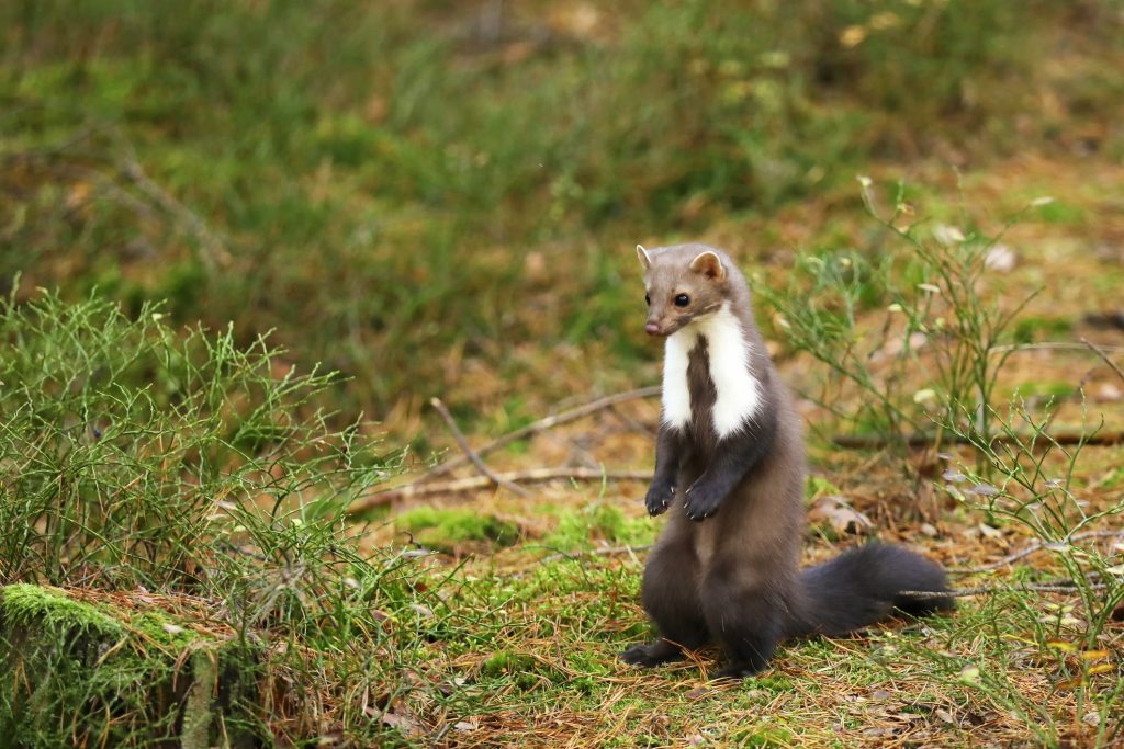 Mi a különbség a nyest és a nyuszt között? | Sokszínű vidék