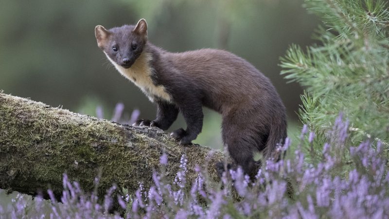Mi a különbség a nyest és a nyuszt között? | Sokszínű vidék