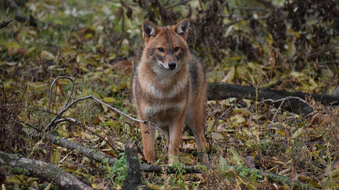 Megmenekültek és szépen cseperednek az aranysakál kölykök | Sokszínű vidék
