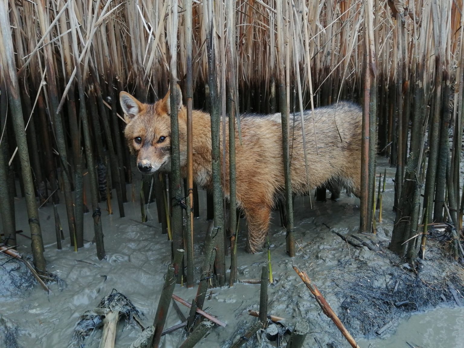 Megmenekültek és szépen cseperednek az aranysakál kölykök | Sokszínű vidék
