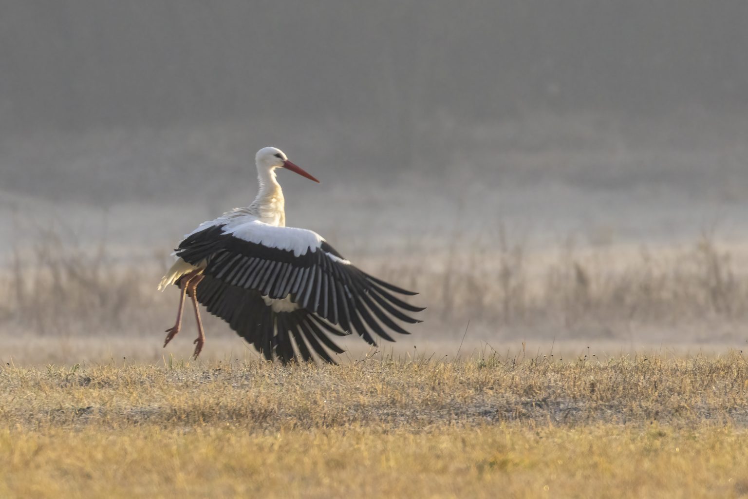 Különleges törődést kap a Dunazug-hegyvidéken telelő fehér gólya ...