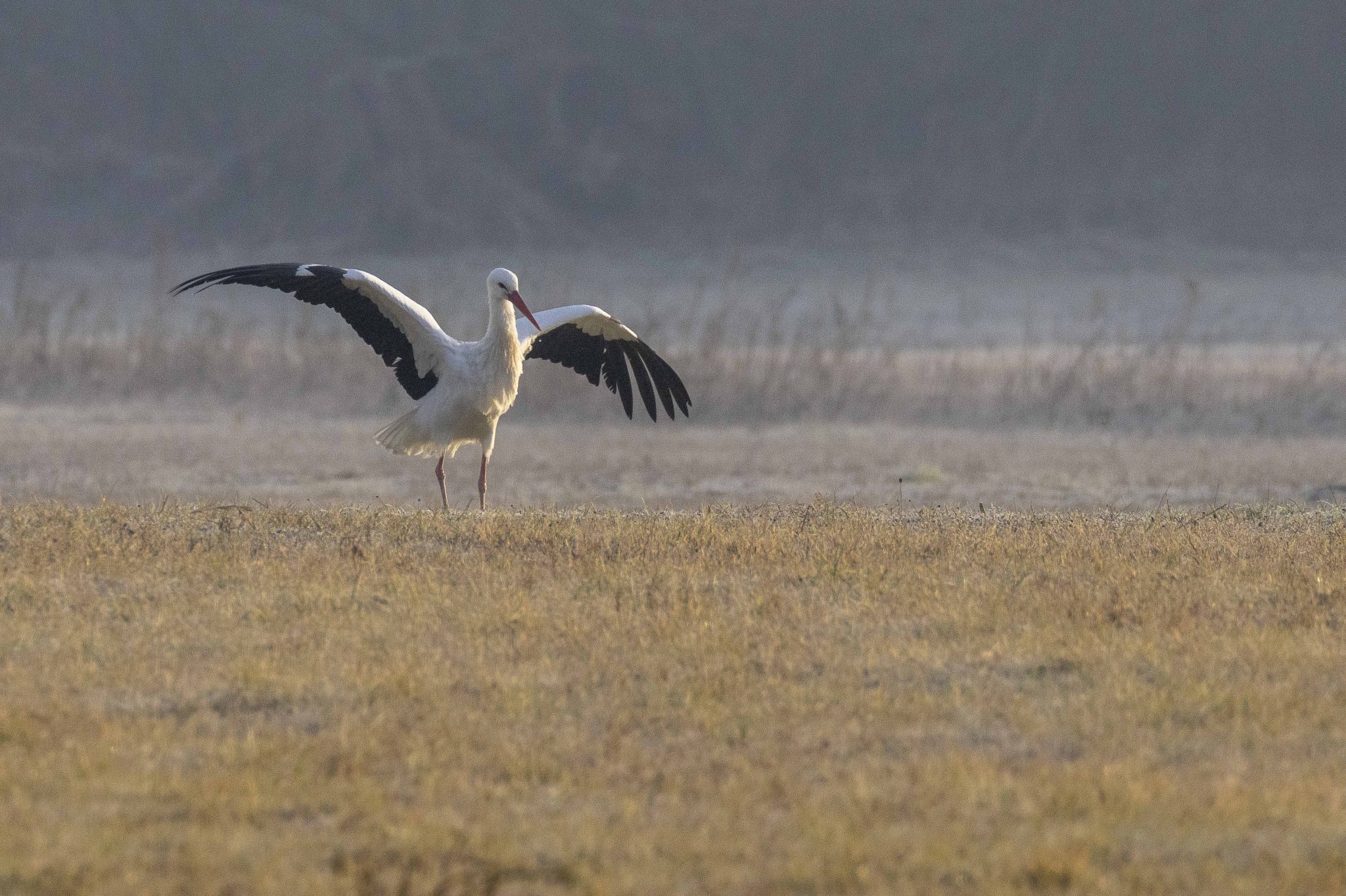 Különleges törődést kap a Dunazug-hegyvidéken telelő fehér gólya ...
