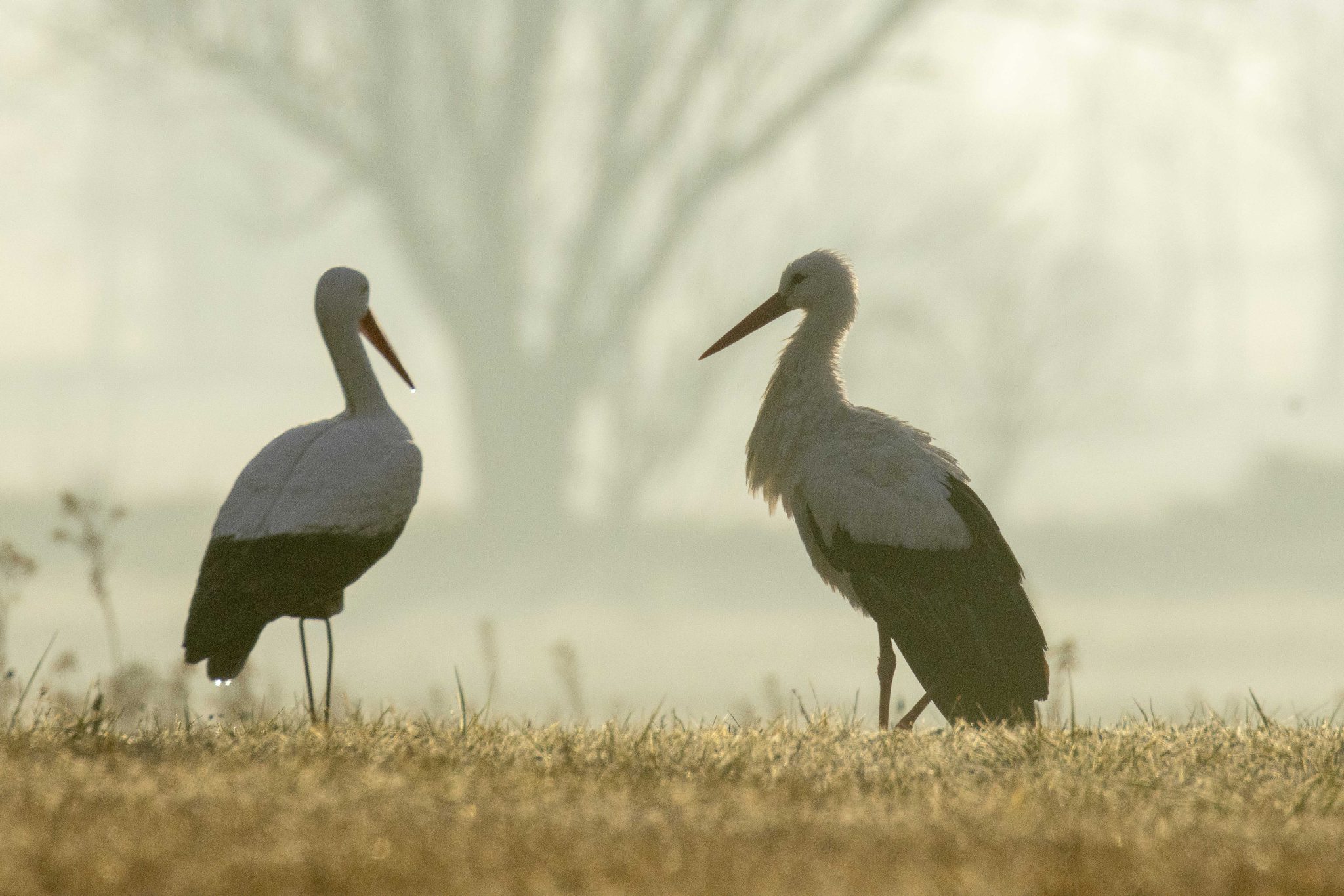 Különleges törődést kap a Dunazug-hegyvidéken telelő fehér gólya ...