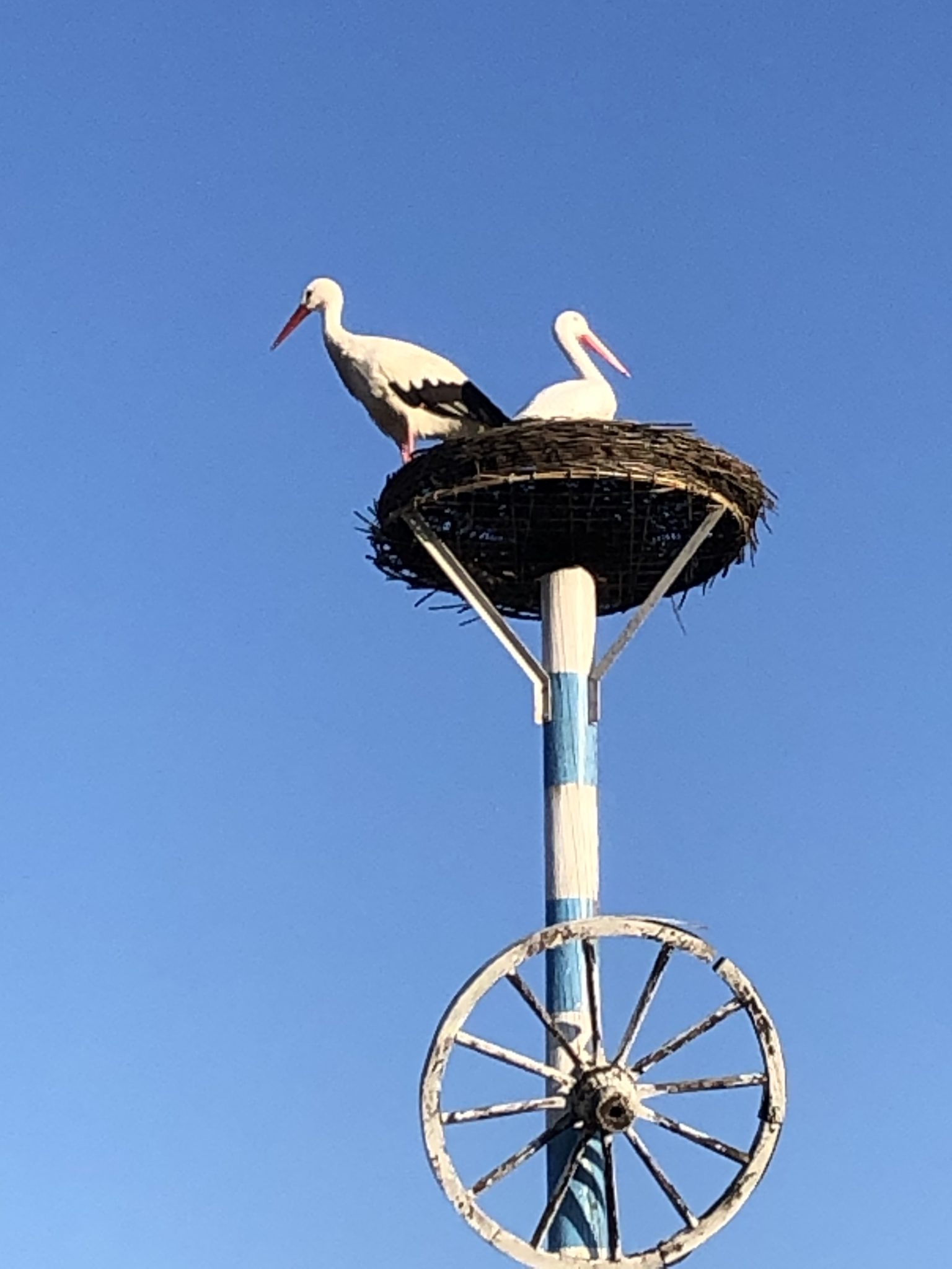 Különleges törődést kap a Dunazug-hegyvidéken telelő fehér gólya ...