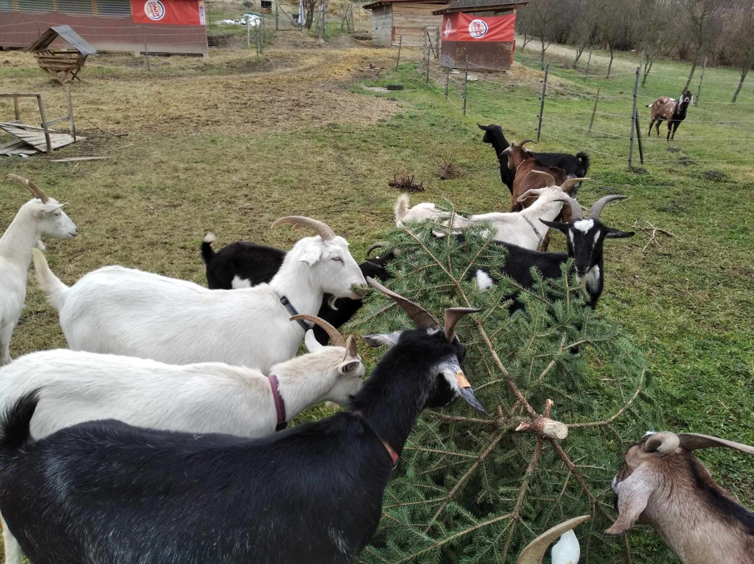 Kecskék lakmároznak a karácsonyfákból Fülén | Sokszínű vidék