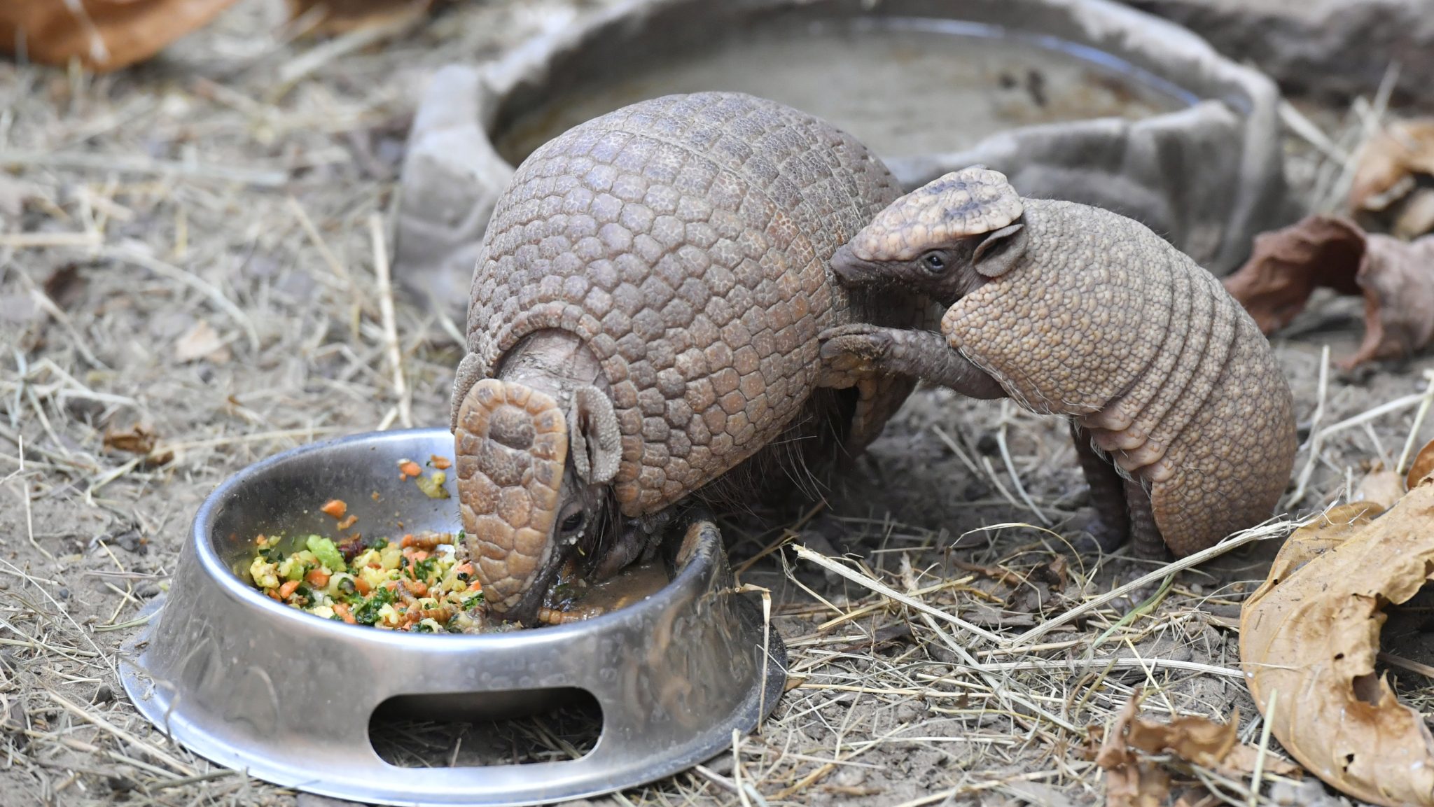 Cukiságbomba a fővárosi állatkertben született tatu | Sokszínű vidék