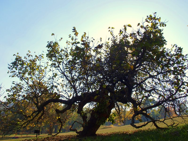 Matuzsálem, az évszázados eperfa még mindig terem | Sokszínű vidék