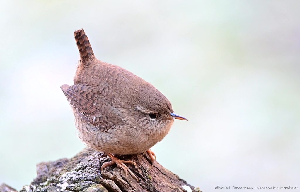 Kertünk pöttömke lakója az ökörszem | Sokszínű vidék