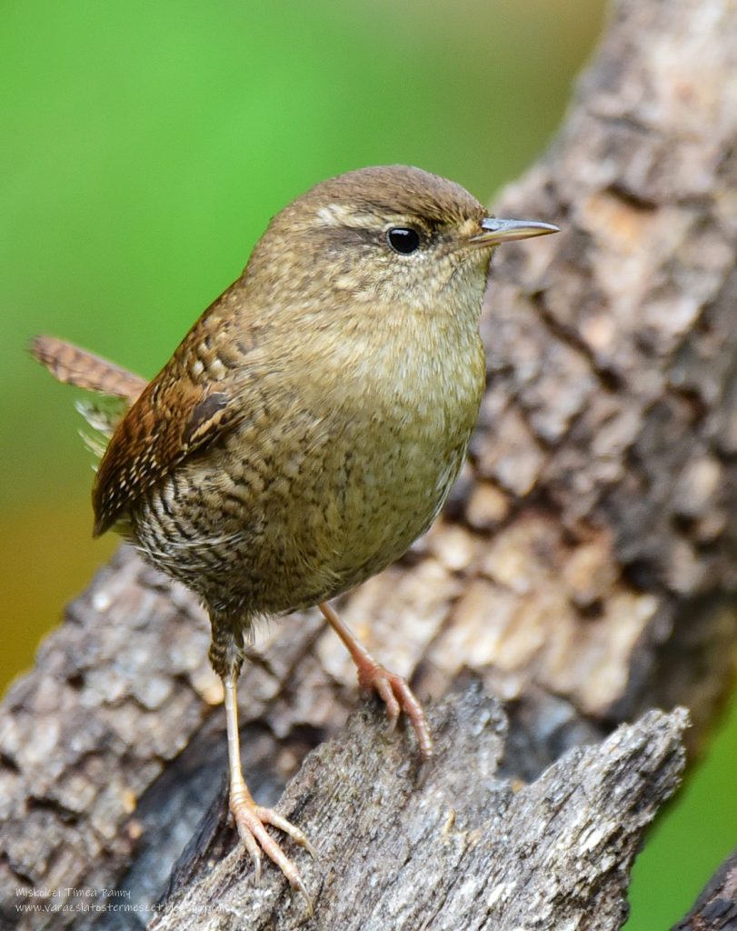 Kertünk pöttömke lakója az ökörszem | Sokszínű vidék