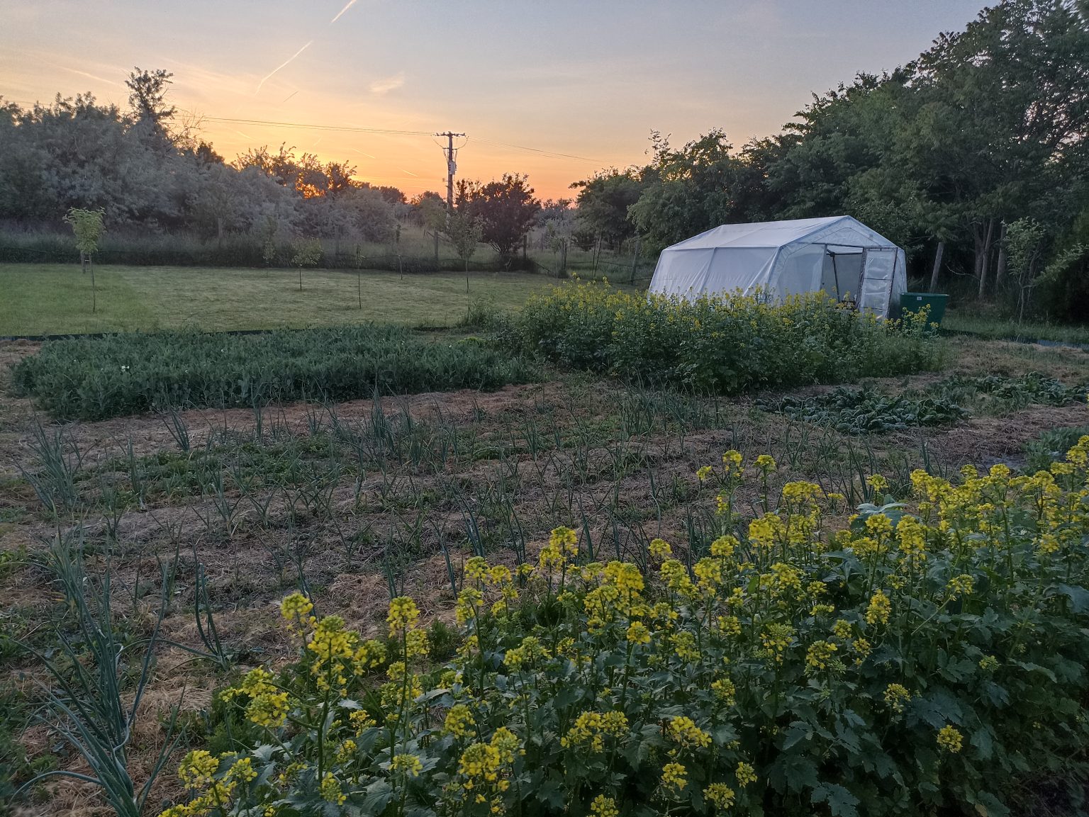 Élni tanul kedvenc virágaival a kunsági édenkertész | Sokszínű vidék