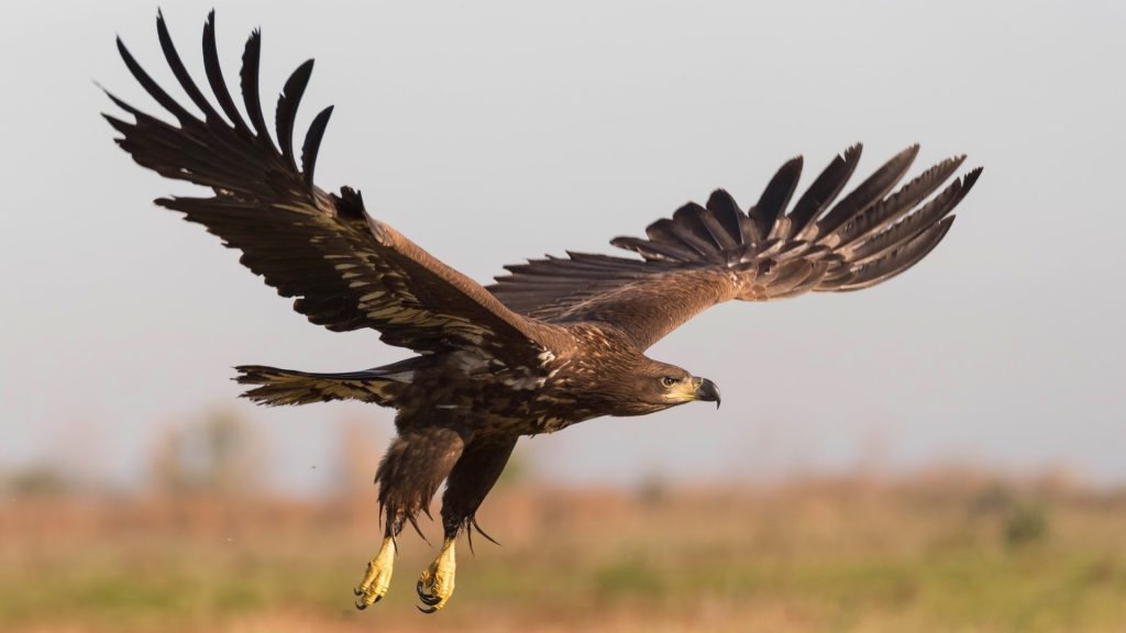 Zergével a karmai között repült a sas | Sokszínű vidék