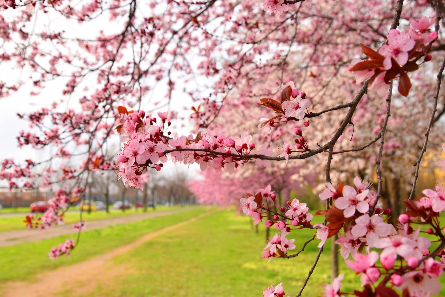 Csodás látvány a virágba borult vérszilvafa-sor Budapesten | Sokszínű vidék