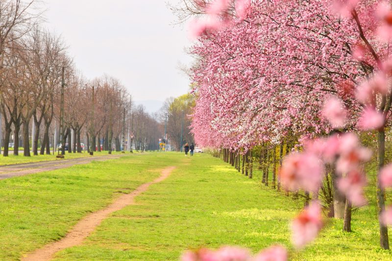 Csodás látvány a virágba borult vérszilvafa-sor Budapesten | Sokszínű vidék