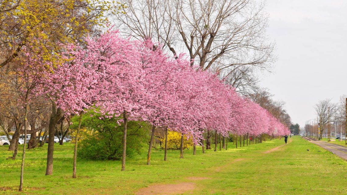 Régi idők egyszerűsége ragyogja be a 160 éves székely házat | Sokszínű ...