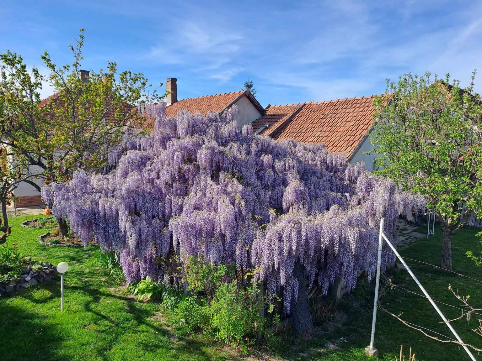 Csodás arcát mutatja a gyulai kert lila kincse | Sokszínű vidék