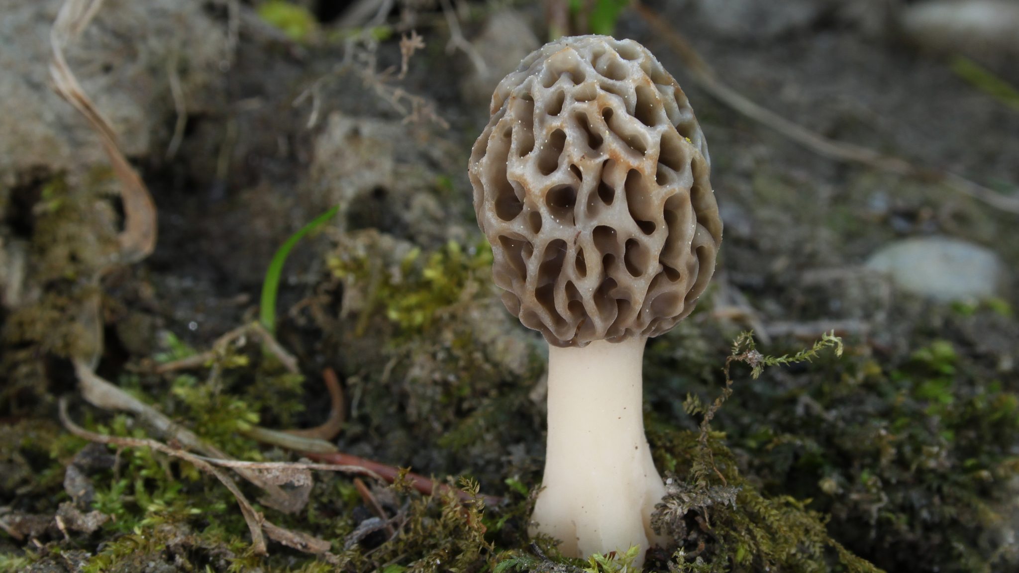 Kucsmagombával indul a gombaszezon | Sokszínű vidék