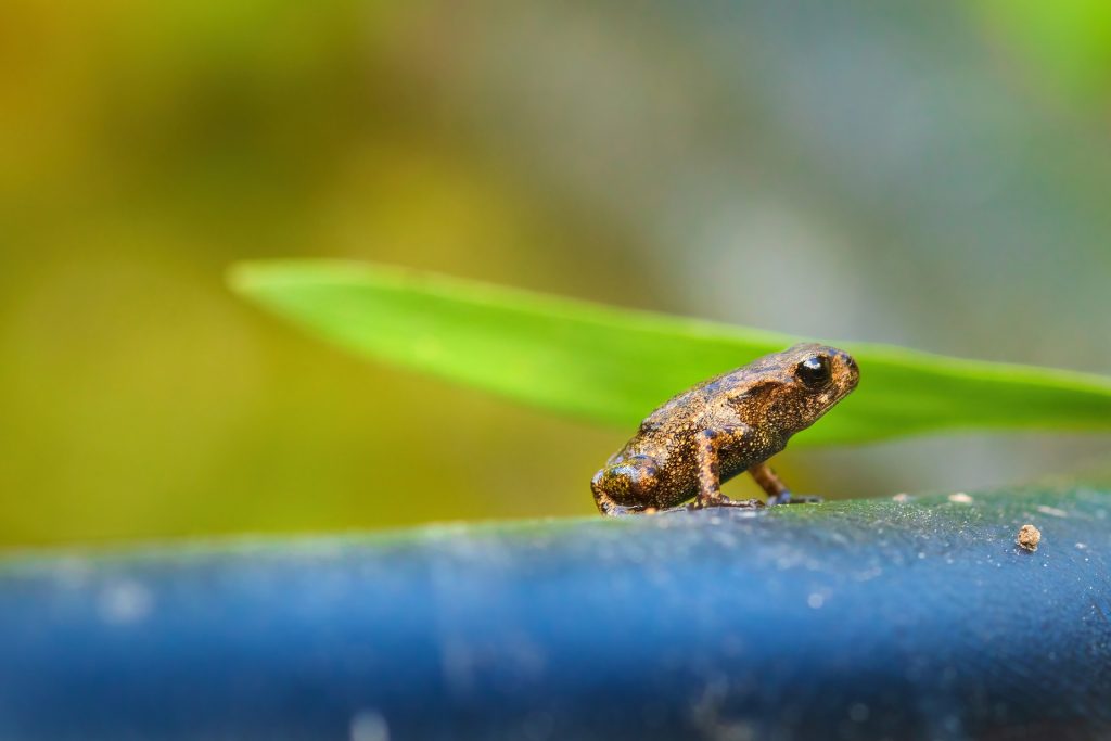 Zavarja a zuglóiak nyugalmát a békák kuruttyolása | Sokszínű vidék