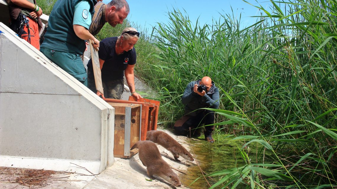 Négy mentett vidrát engedtek szabadon a Kis-Balatonon | Sokszínű vidék