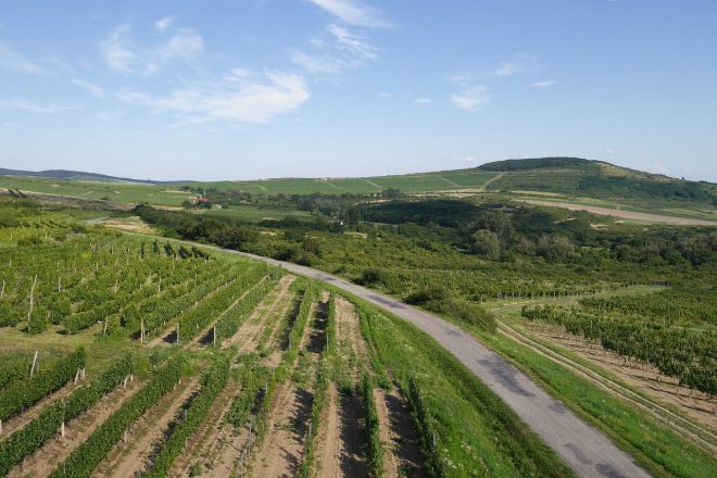 Ígéretes évjárat várható a Tokaji borvidéken | Sokszínű vidék